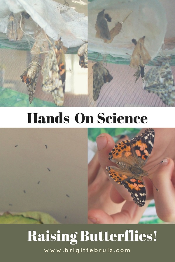 Hands-On Science: Raising Butterflies – Brigitte Brulz