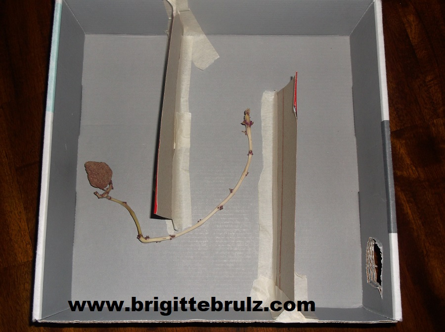 Be a Scientist With an A-maze-ing Potato – Brigitte Brulz